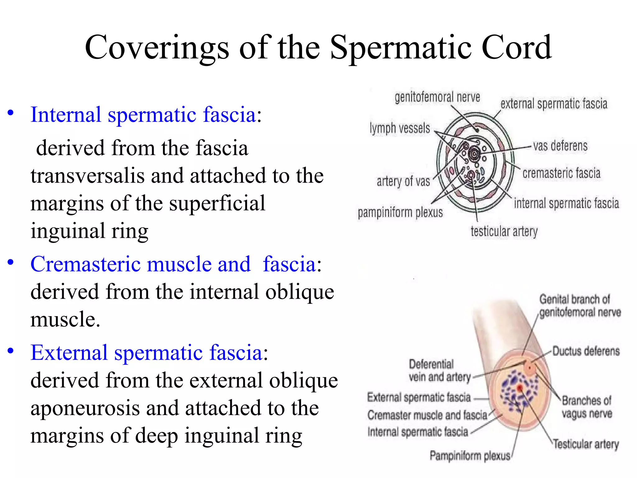 Anatomy of inguinal canal - Dr nesar Ahmad | PPT