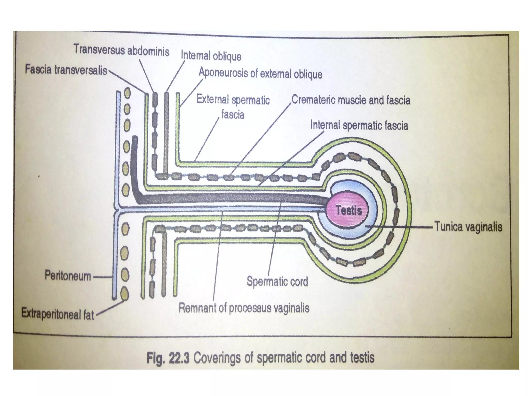 Anatomy of inguinal canal - Dr nesar Ahmad | PPT