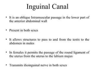 Anatomy of inguinal canal - Dr nesar Ahmad | PPT