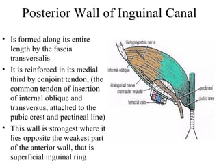 Superficial Inguinal Ring Surface Marking