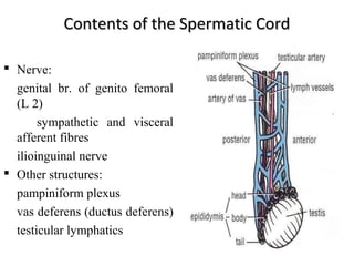 Spermatic Cord Contents