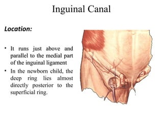 Anatomy of inguinal canal - Dr nesar Ahmad | PPT