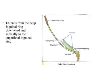 Superficial Inguinal Ring Surface Marking