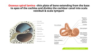 anatomy of inner ear-1 ent medicine mbbs | PPT