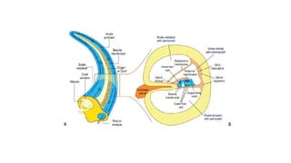 anatomy of inner ear-1 ent medicine mbbs | PPTX