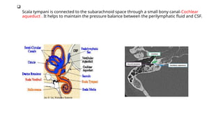 anatomy of inner ear-1 ent medicine mbbs | PPTX