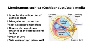 anatomy of inner ear-1 ent medicine mbbs | PPT
