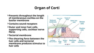 anatomy of inner ear-1 ent medicine mbbs | PPTX