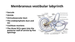 anatomy of inner ear-1 ent medicine mbbs | PPT