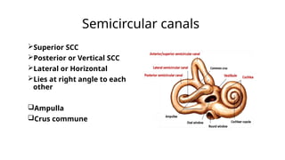 anatomy of inner ear-1 ent medicine mbbs | PPT