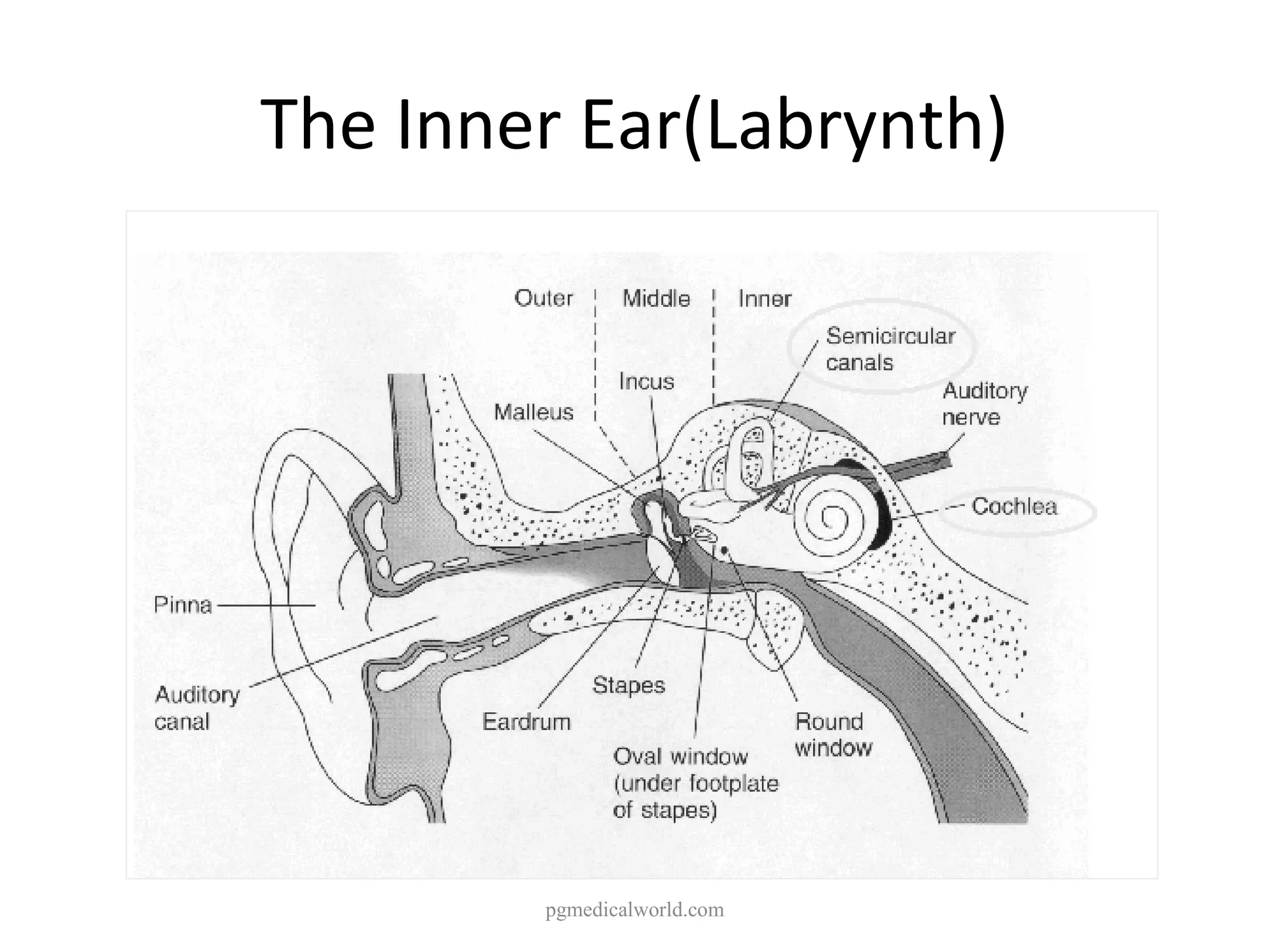 Anatomy of inner ear | PPT