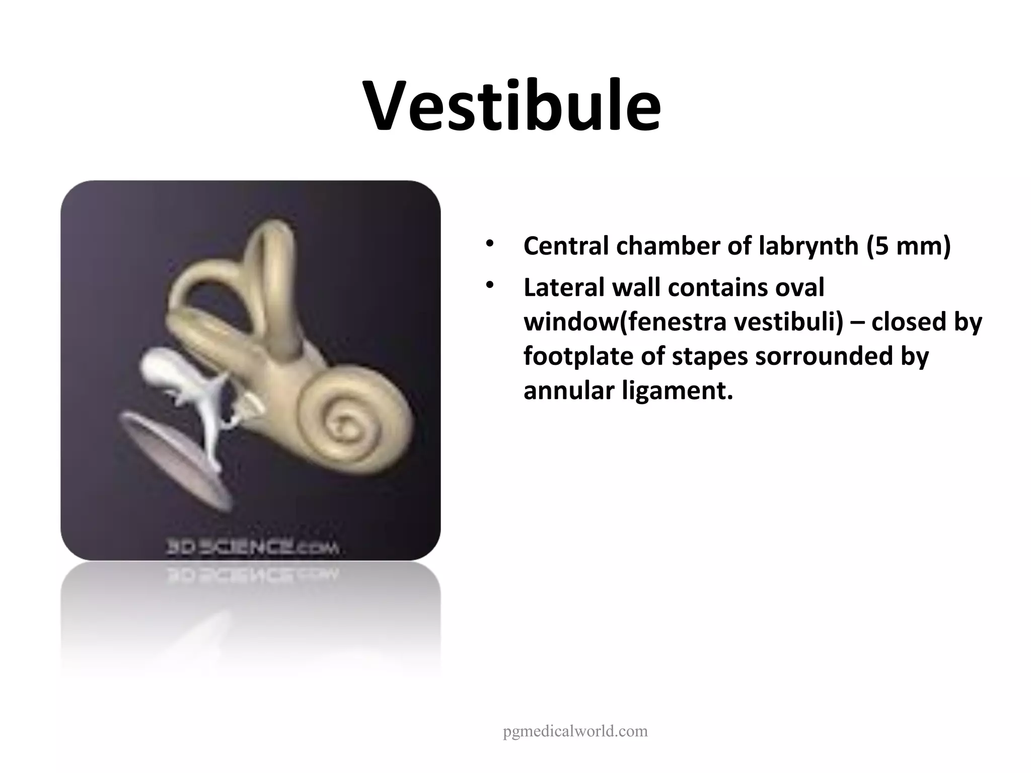 Anatomy of inner ear | PPT