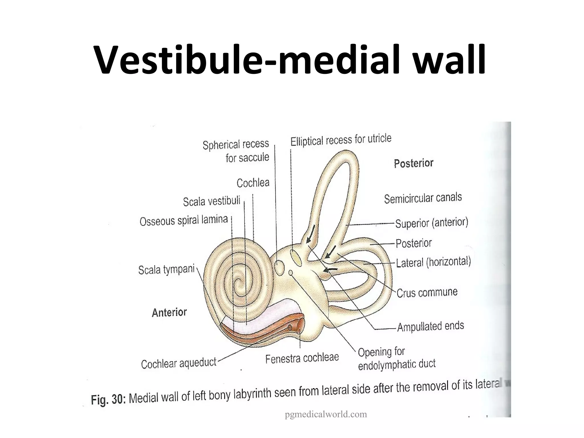 Anatomy of inner ear | PPT
