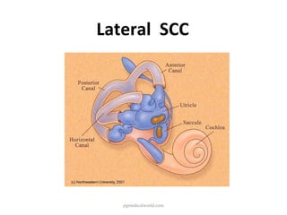 Anatomy of inner ear | PPT