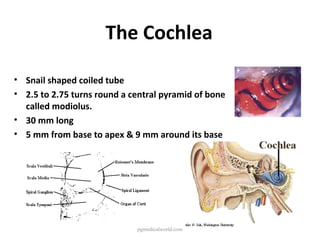 Anatomy of inner ear | PPT