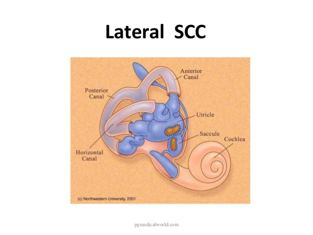 Anatomy of inner ear