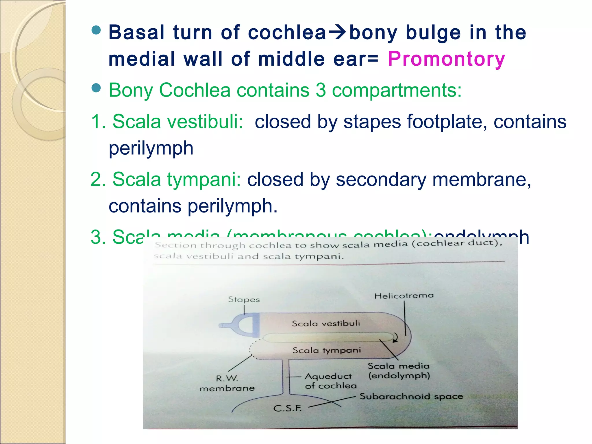 Anatomy of inner ear | PPT
