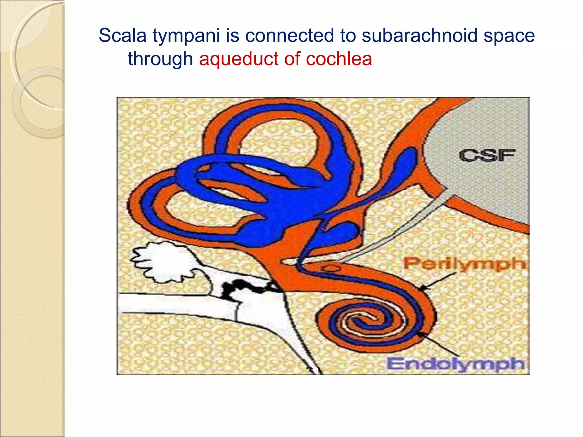 Anatomy of inner ear | PPT