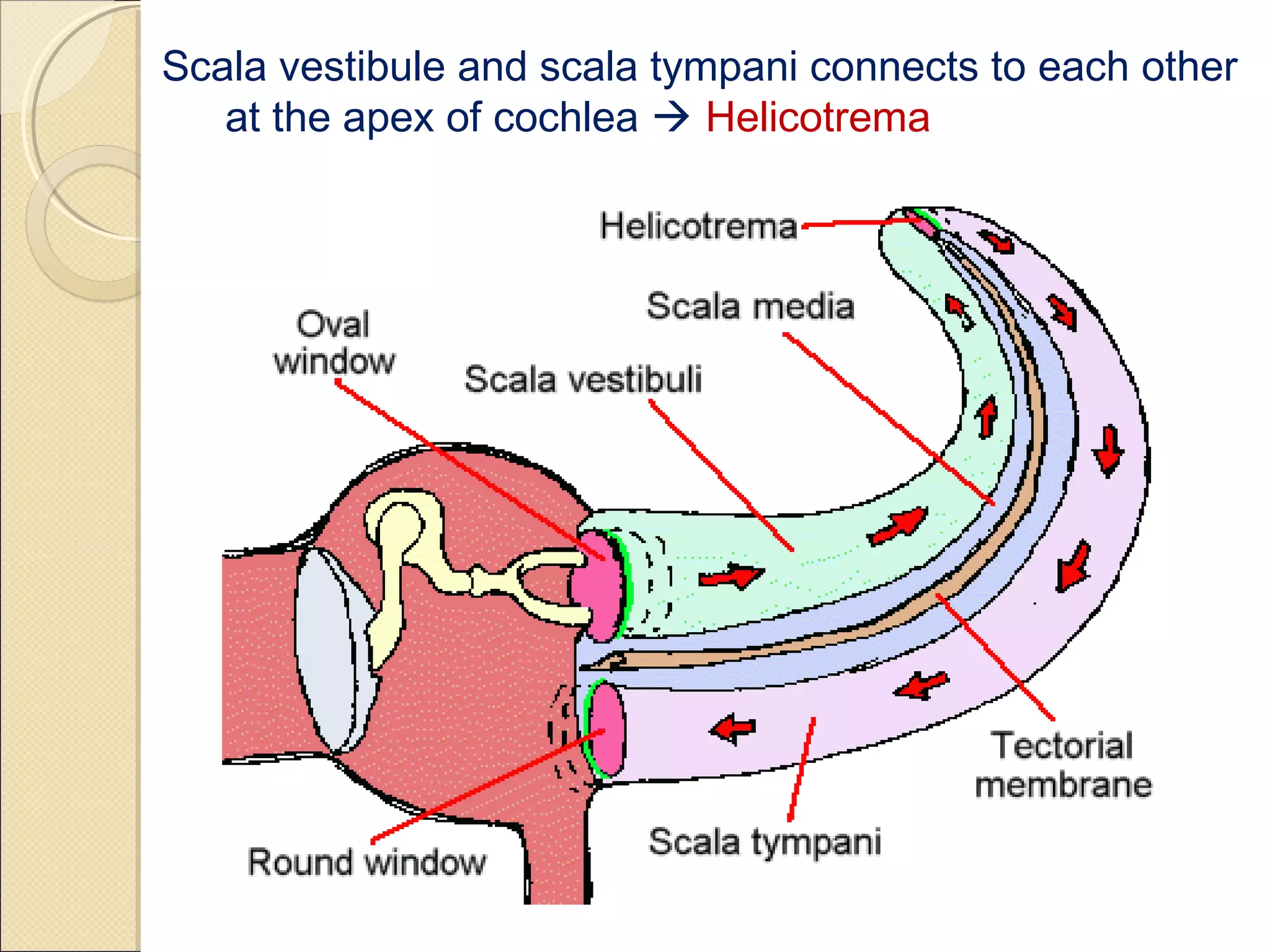 Anatomy of inner ear | PPT