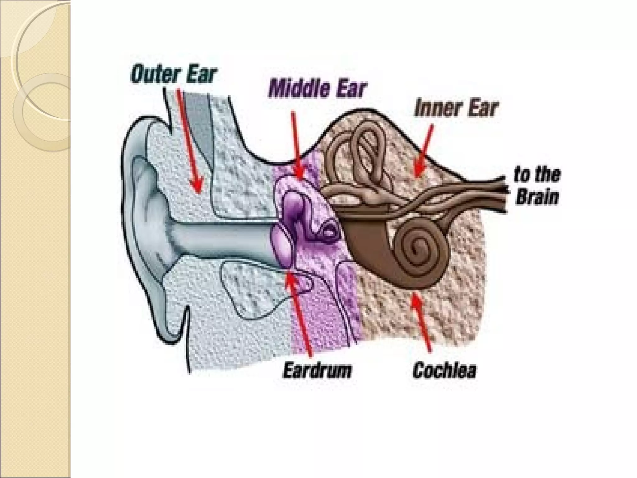 Anatomy of inner ear | PPT