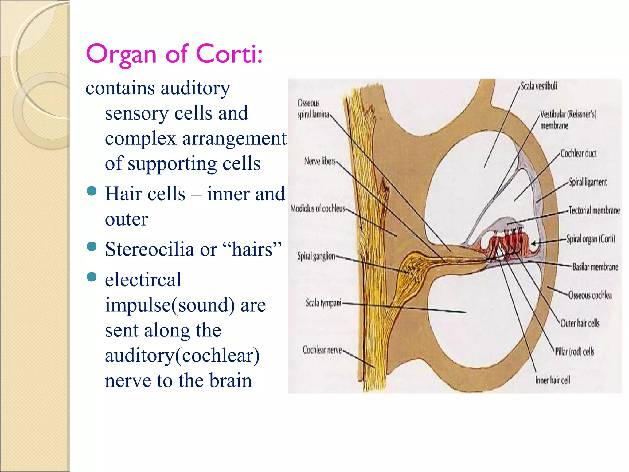 Anatomy of inner ear | PPT