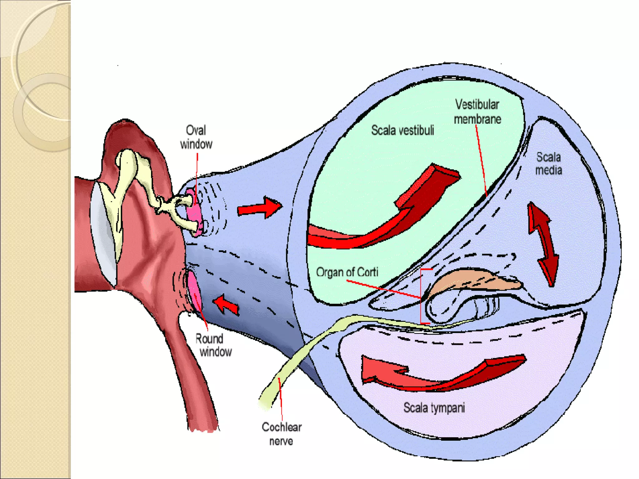 Anatomy of inner ear | PPT