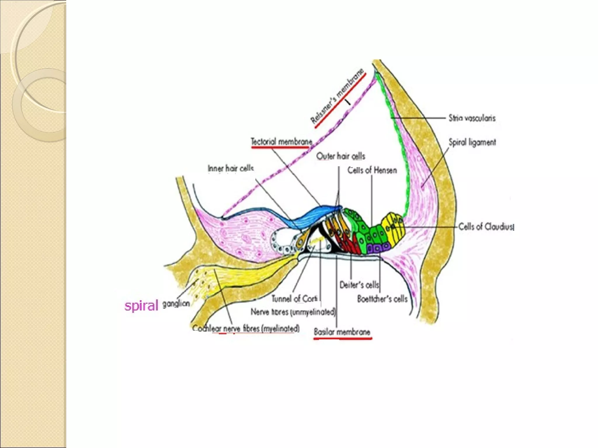 Anatomy of inner ear | PPT
