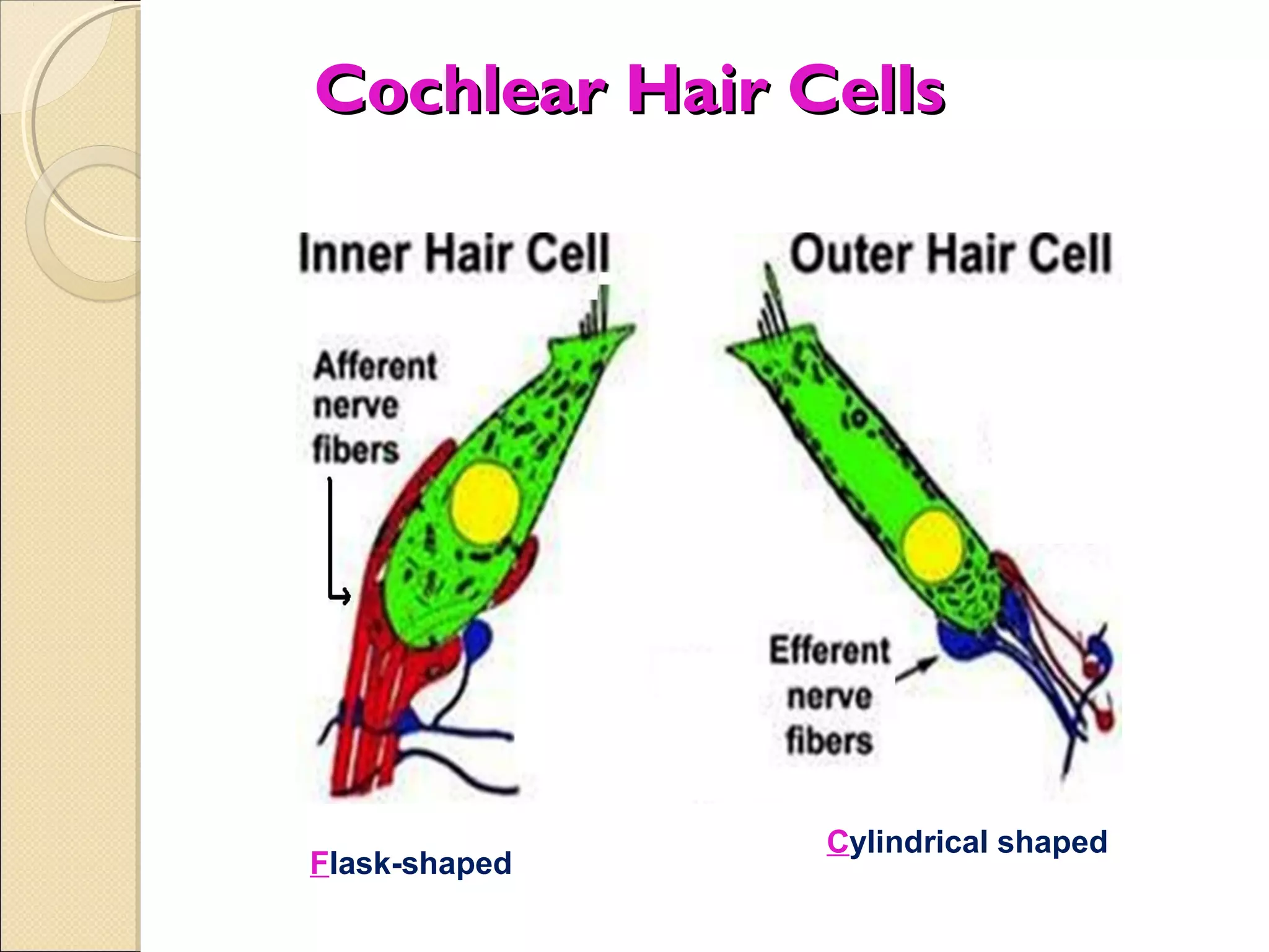 Anatomy of inner ear | PPT