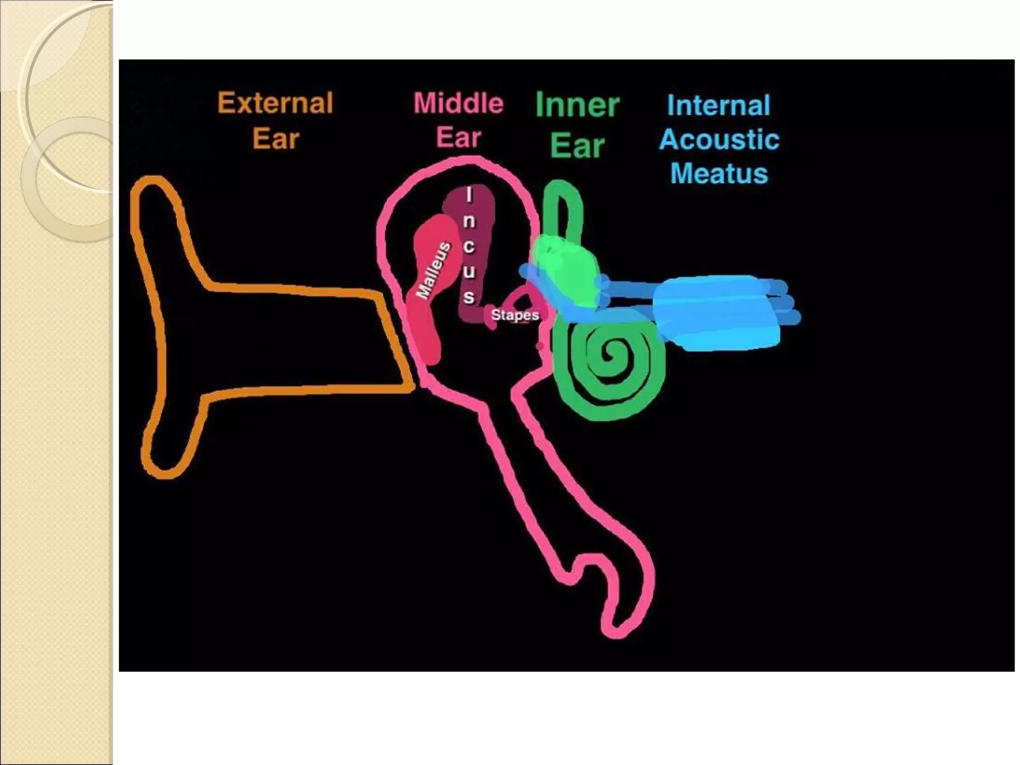 Anatomy of inner ear | PPT