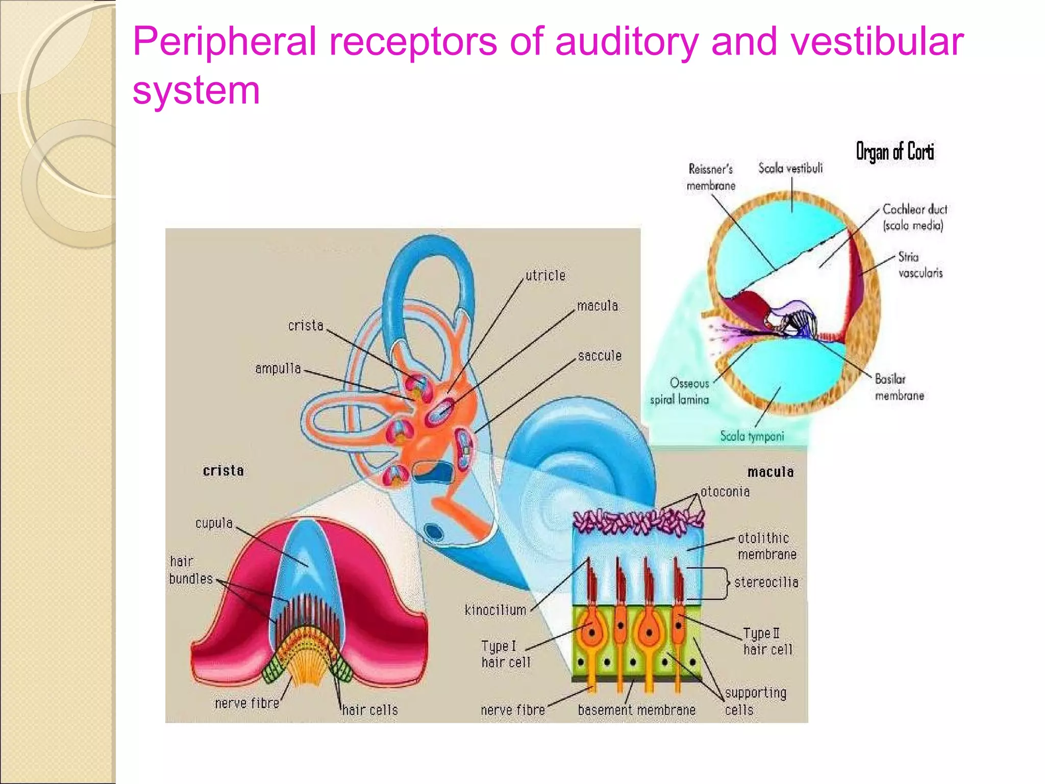 Anatomy of inner ear | PPT