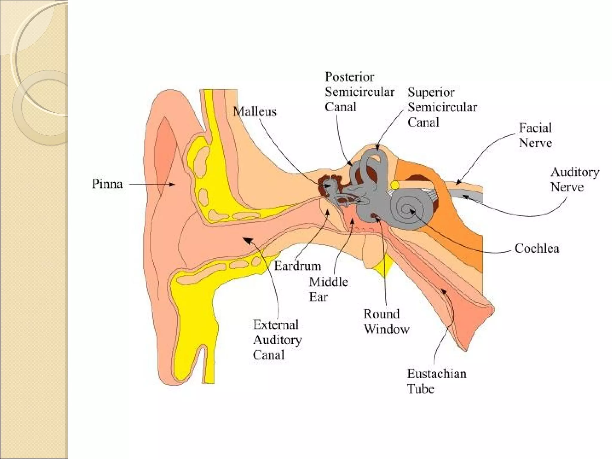 Anatomy of inner ear | PPT