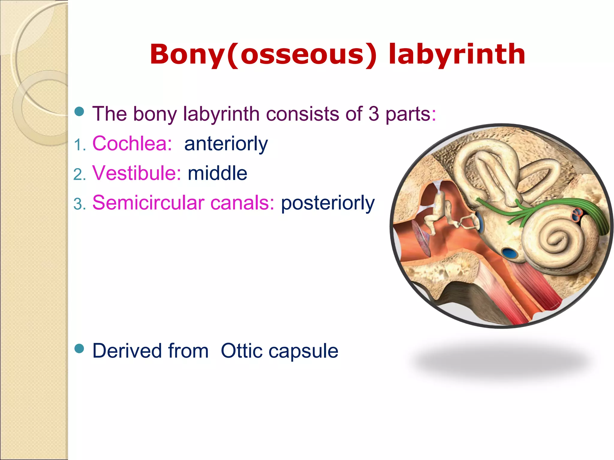 Anatomy of inner ear | PPT