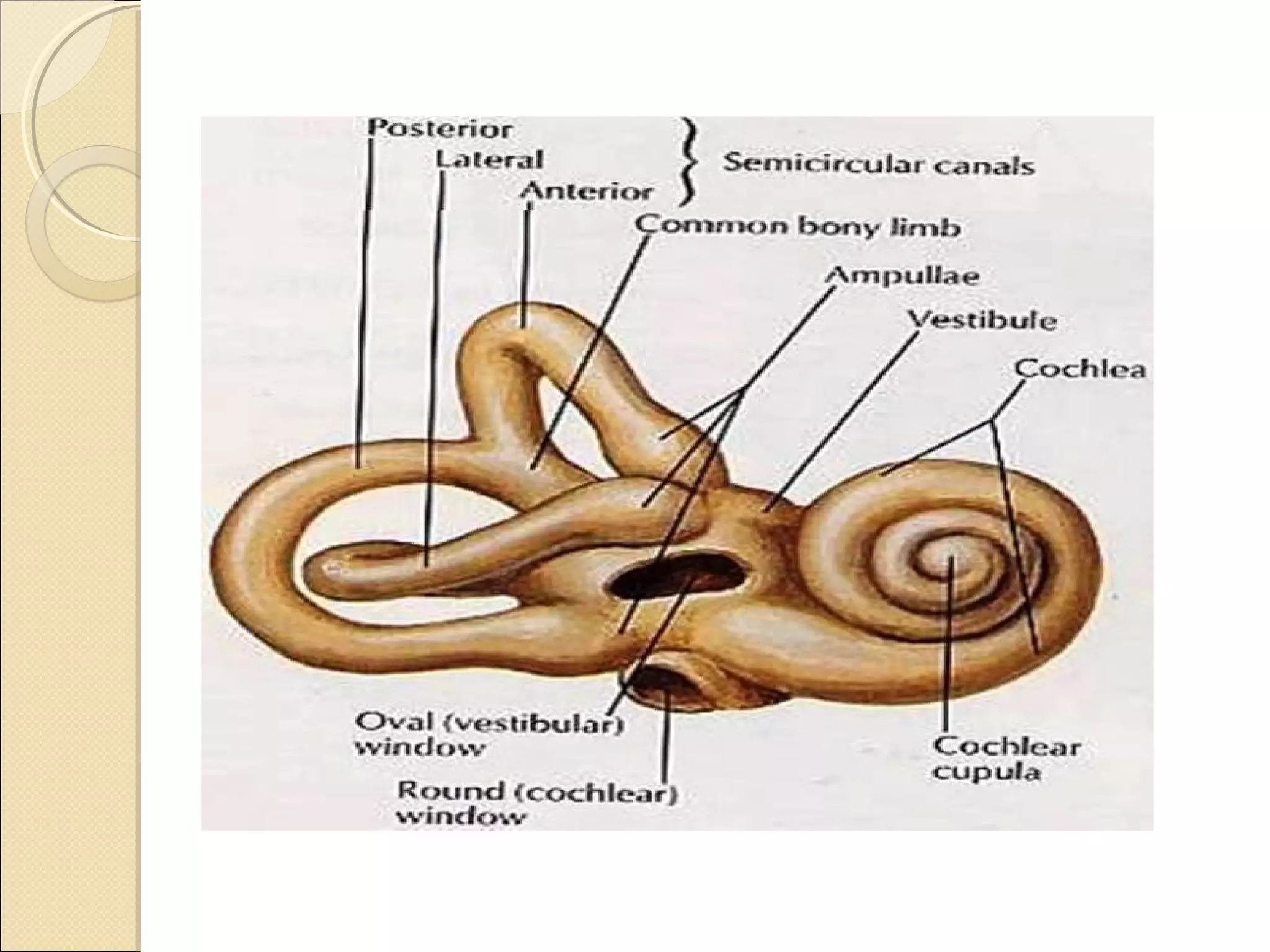 Anatomy of inner ear | PPT