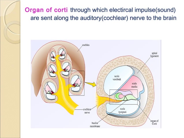 Anatomy of inner ear | PPT