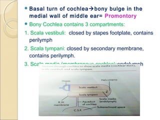 Anatomy of inner ear | PPT