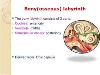 Anatomy of inner ear | PPT