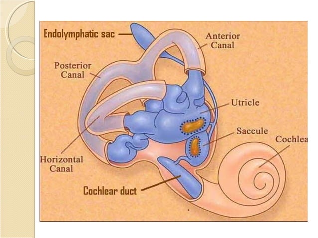 Anatomy of inner ear