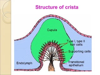 Cupula Ear