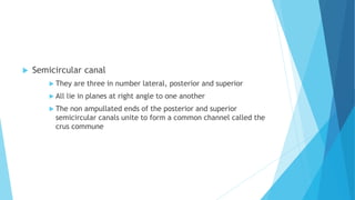 Anatomy of inner ear | PPTX