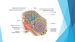 Anatomy of inner ear | PPTX