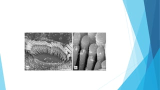 Anatomy of inner ear | PPTX