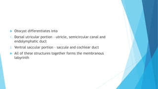 Anatomy of inner ear | PPTX