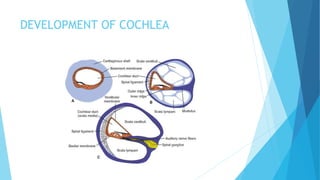 Anatomy of inner ear | PPTX