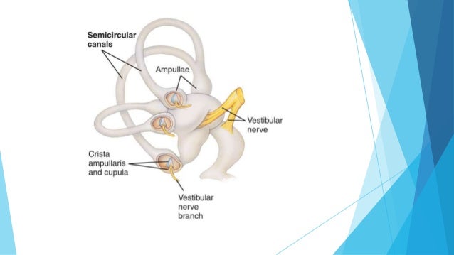 Anatomy of inner ear