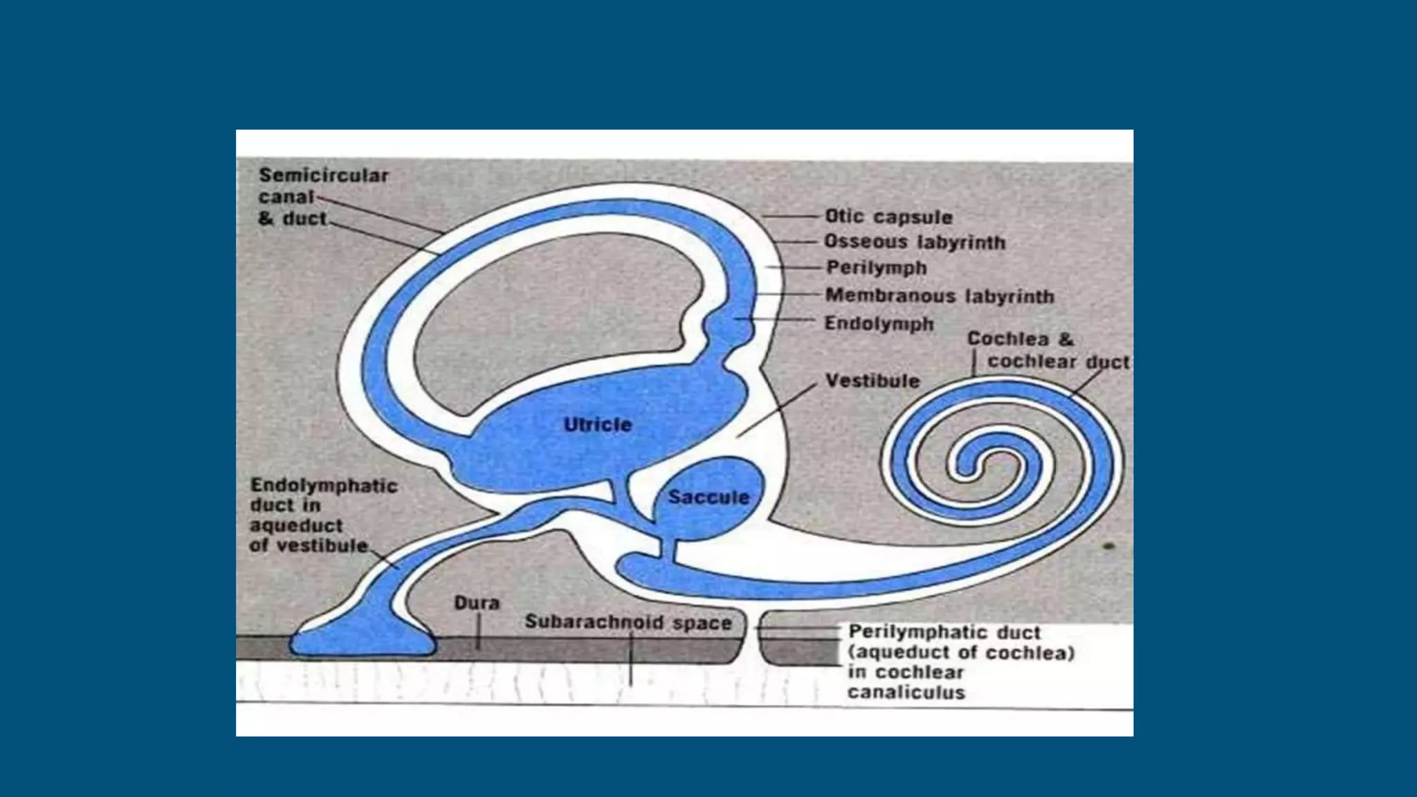 Anatomy of inner ear.pptx