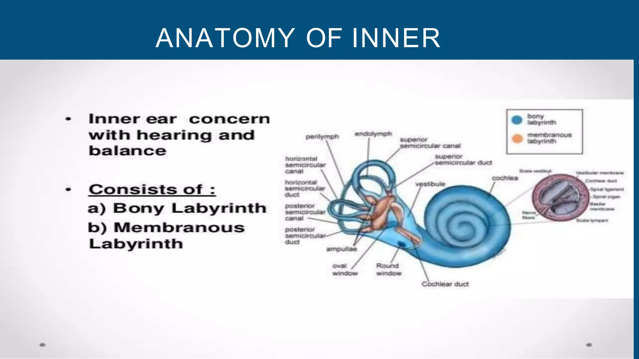 Anatomy of inner ear.pptx