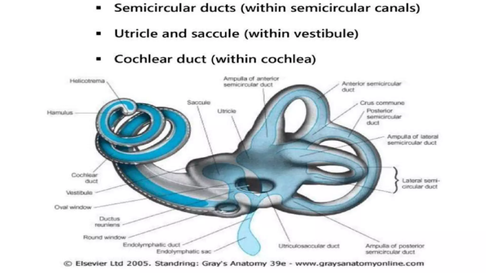 Anatomy of inner ear.pptx
