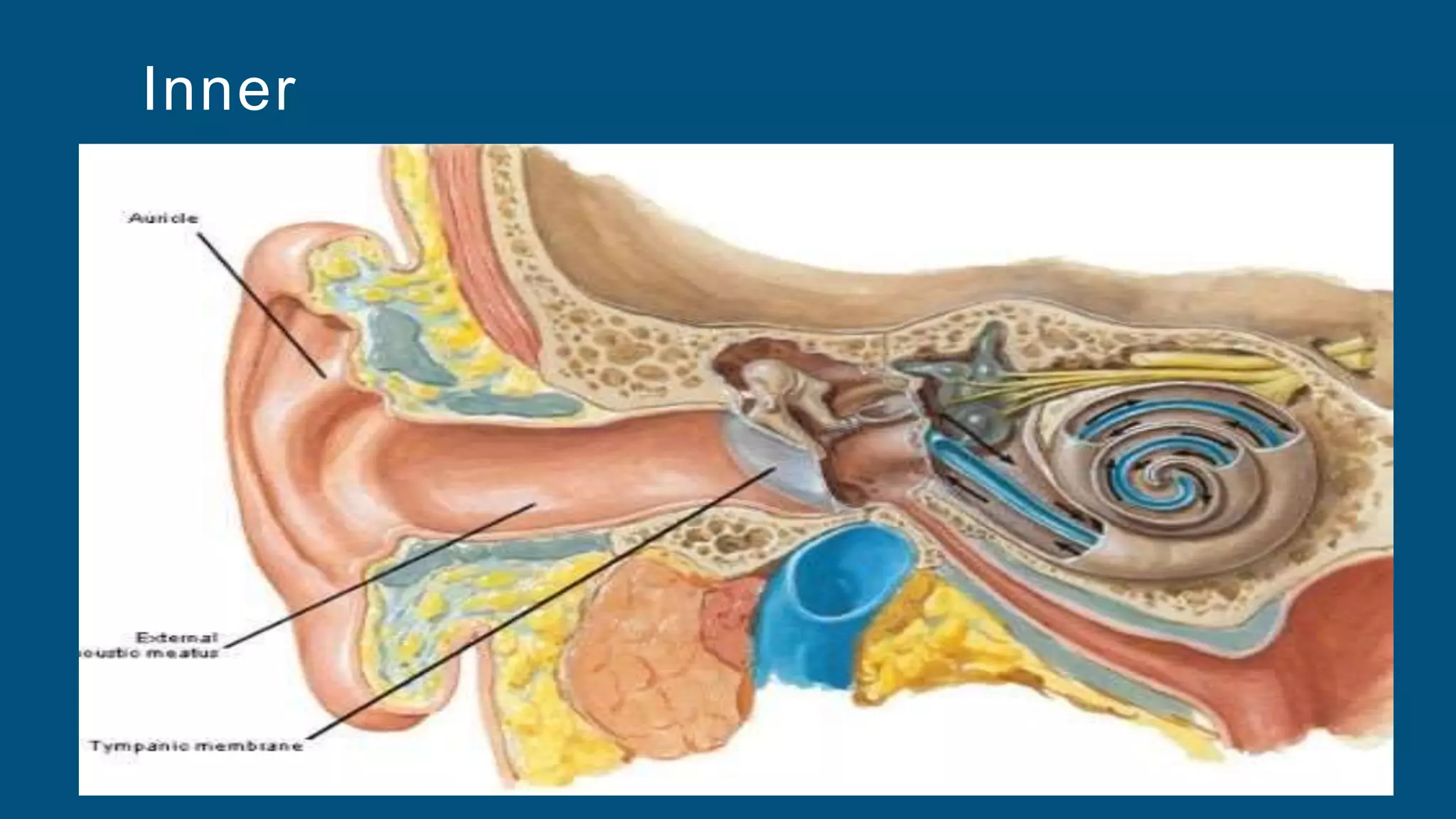 Anatomy of inner ear.pptx