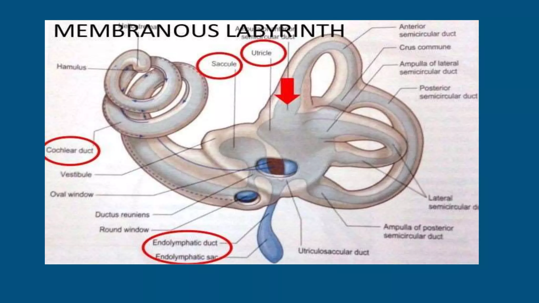 Anatomy of inner ear.pptx