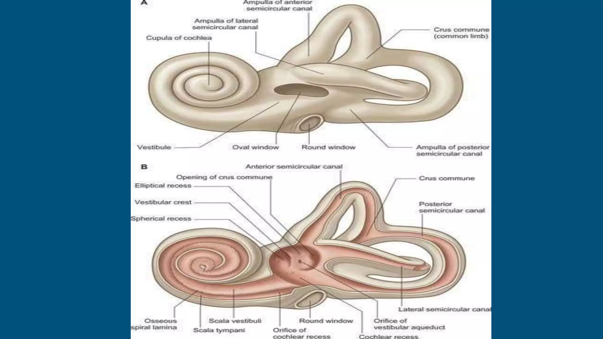 Anatomy of inner ear.pptx